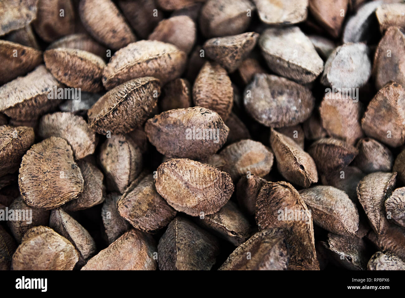 Bertholletia excelsa hi-res stock photography and images - Alamy