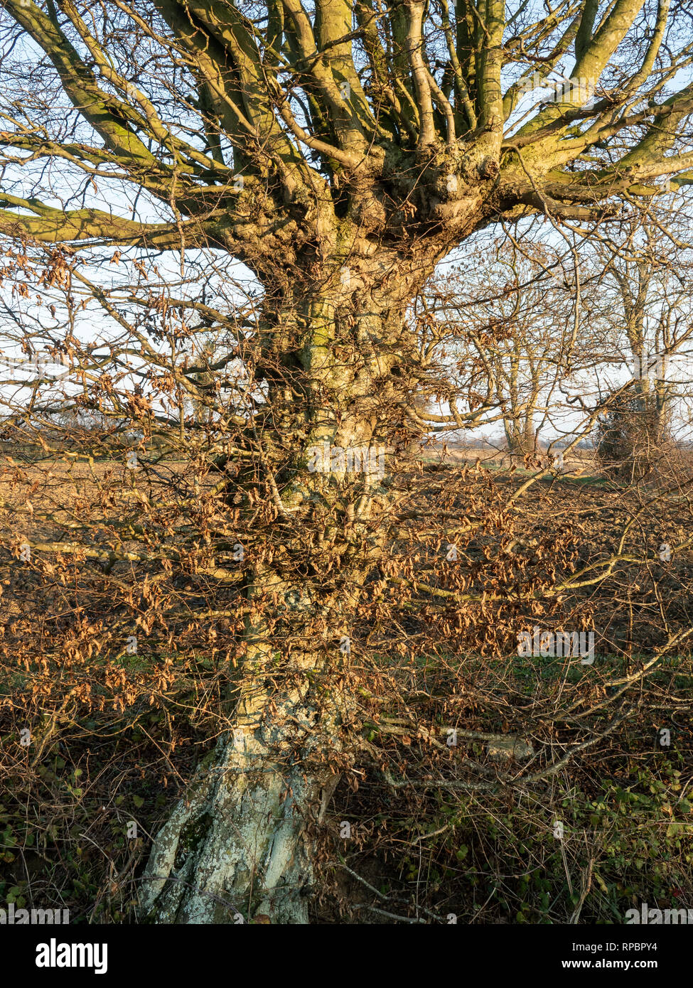 Pollarded tree hi-res stock photography and images - Alamy