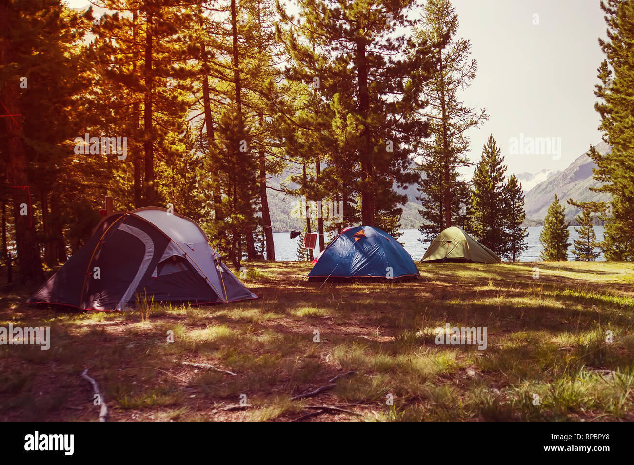 Many camping tent on field in national park with sunlight in morning ...