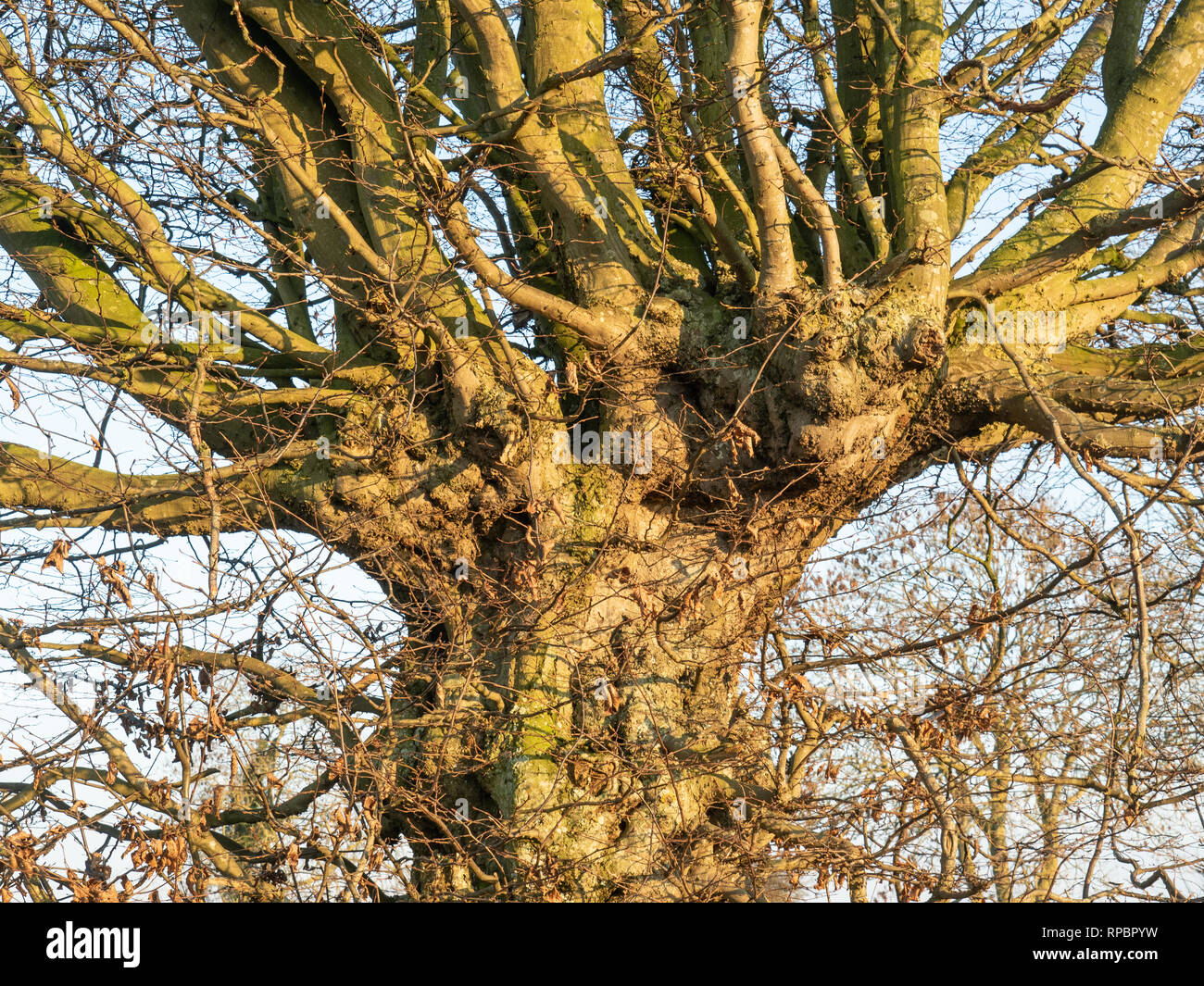 Pollarded hornbeam hi-res stock photography and images - Alamy