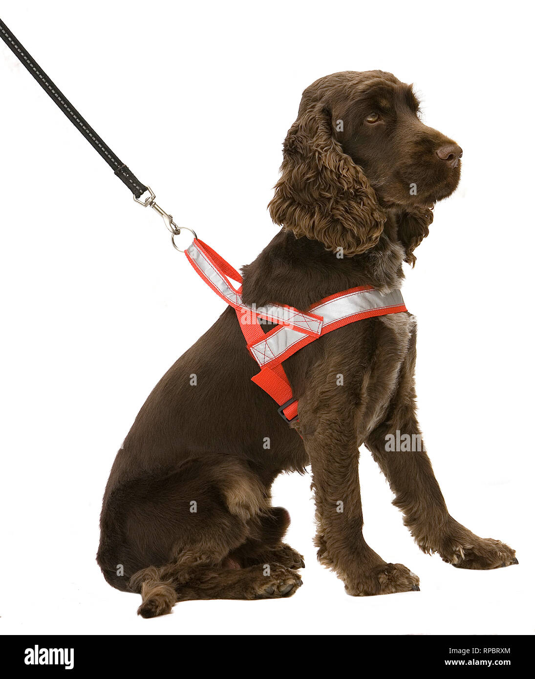 Reflex of the dog hi-res stock photography and images - Alamy