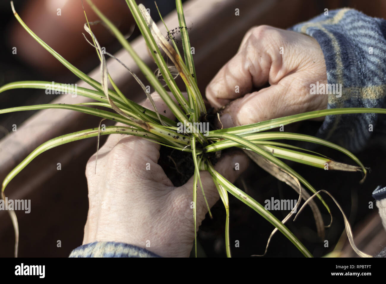 A woman carefully potting and planting a plant Stock Photo - Alamy