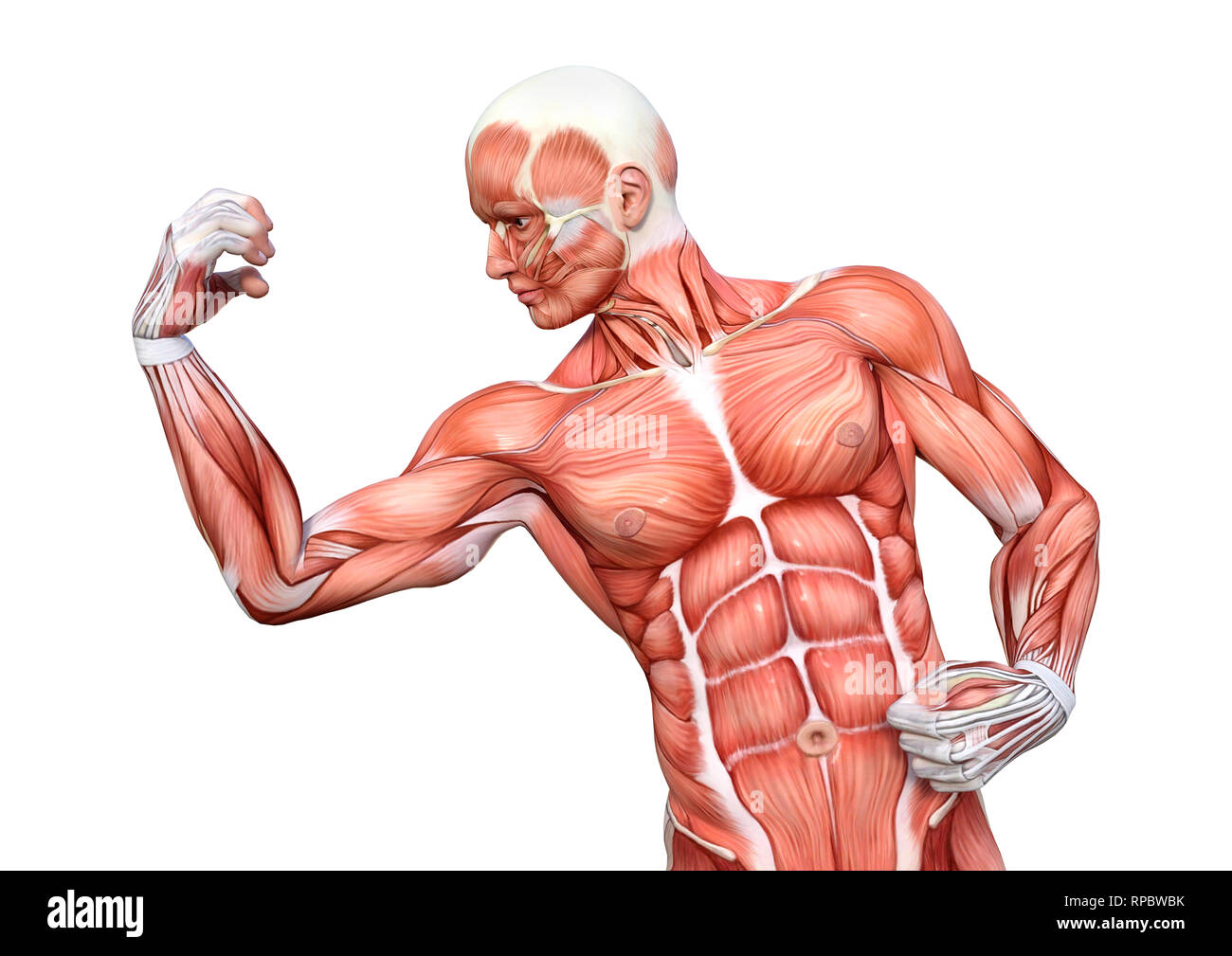 3D rendering of a male figure with muscle maps isolated on white ...