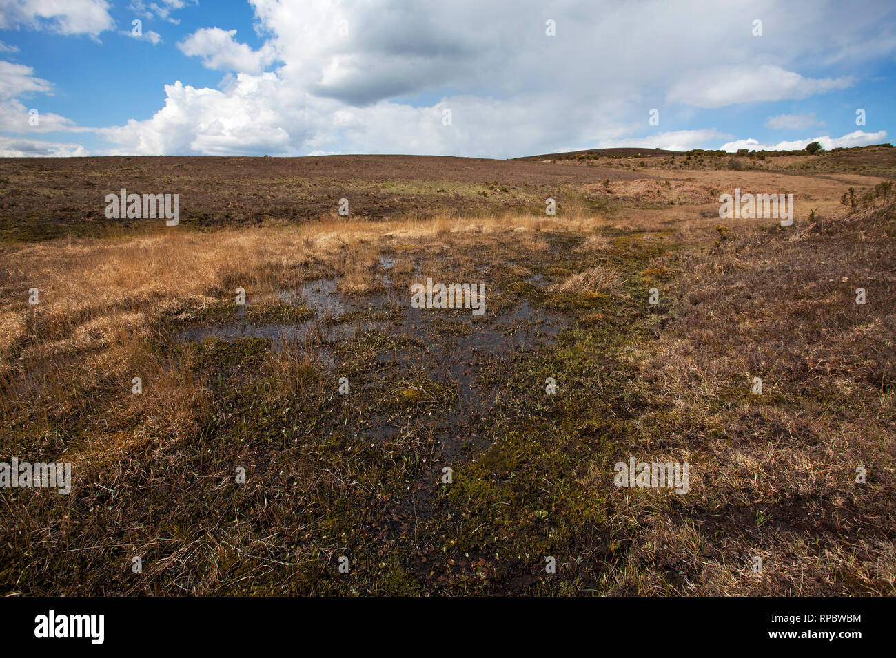 Boggy area and mire Latchmore Bottom New Forest National Park Hampshire ...