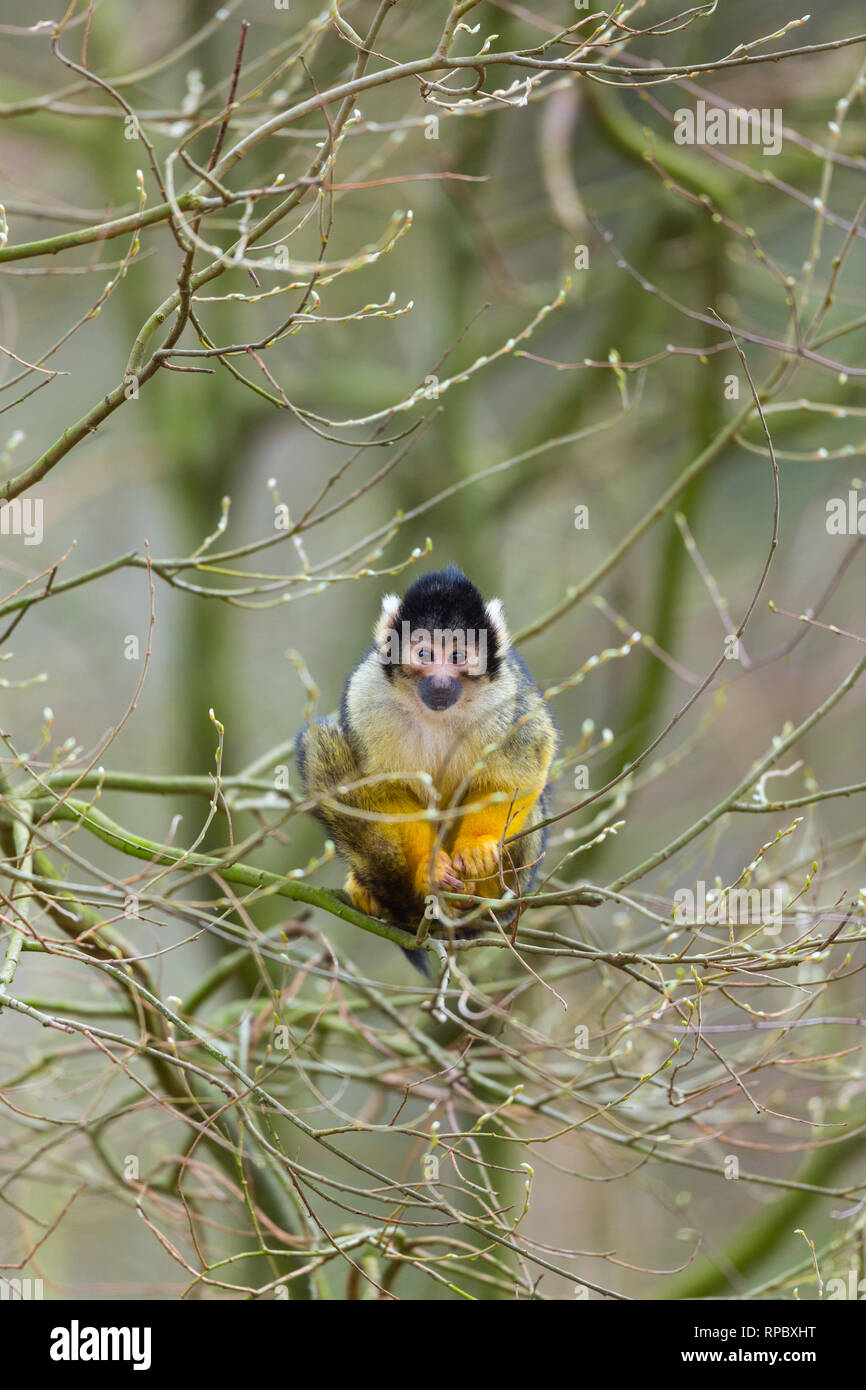 Saimiri sp hi-res stock photography and images - Alamy