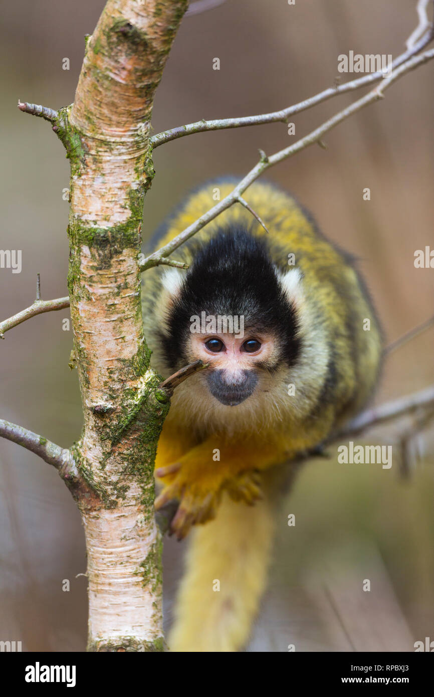 Saimiri sp hi-res stock photography and images - Alamy