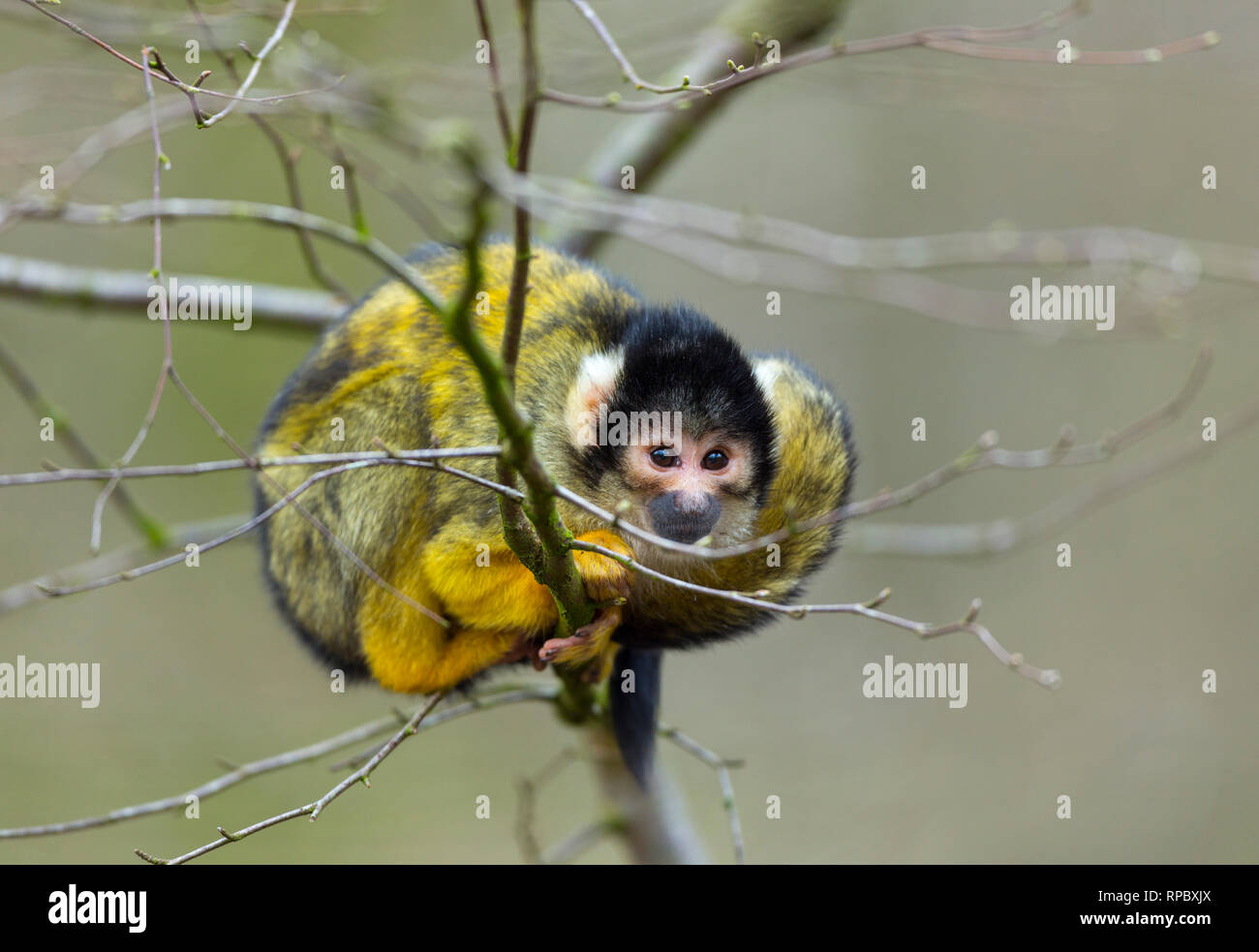 Saimiri sp hi-res stock photography and images - Alamy