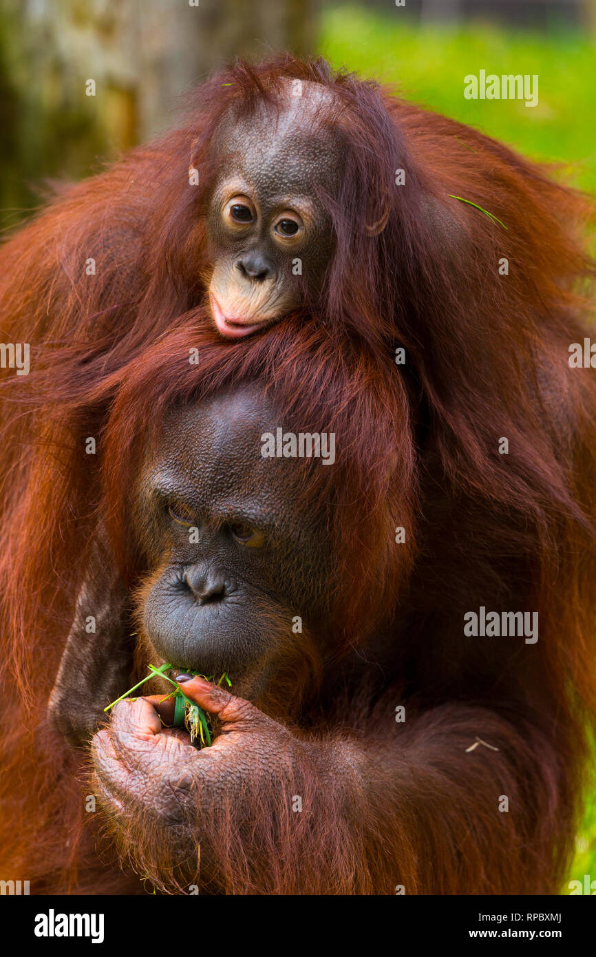 BORNEAN ORANGUTAN (Pongo pygmaeus Stock Photo - Alamy