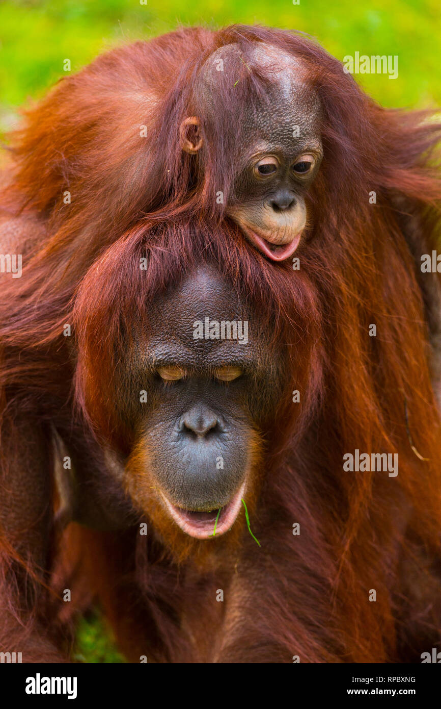 BORNEAN ORANGUTAN (Pongo pygmaeus Stock Photo - Alamy