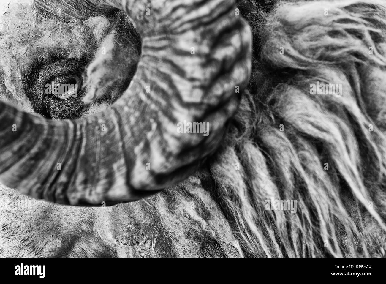 White ram Black and White Stock Photos & Images - Alamy