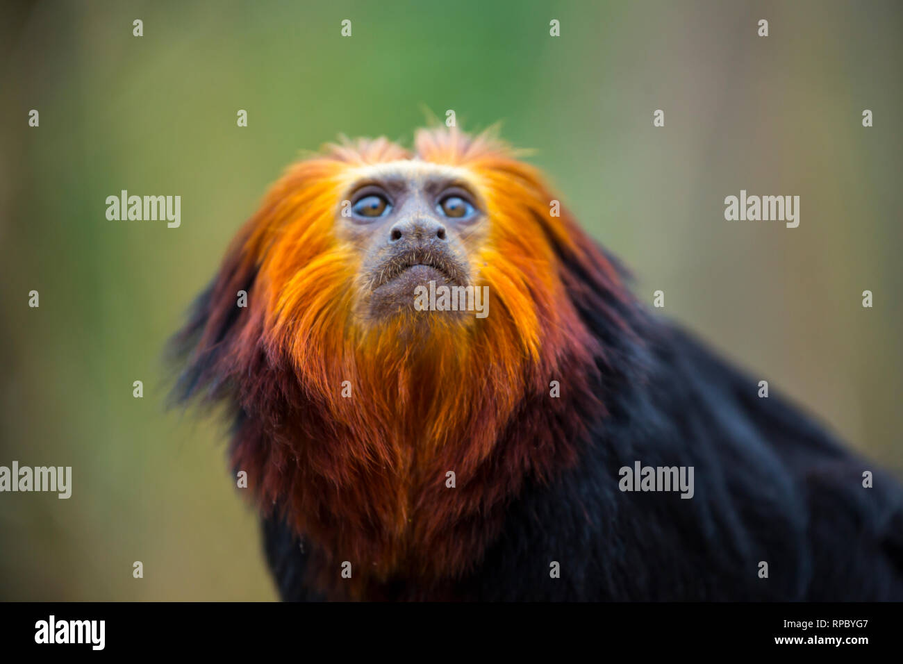 Golden-headed lion tamarin (Leontopithecus chrysomelas Stock Photo - Alamy