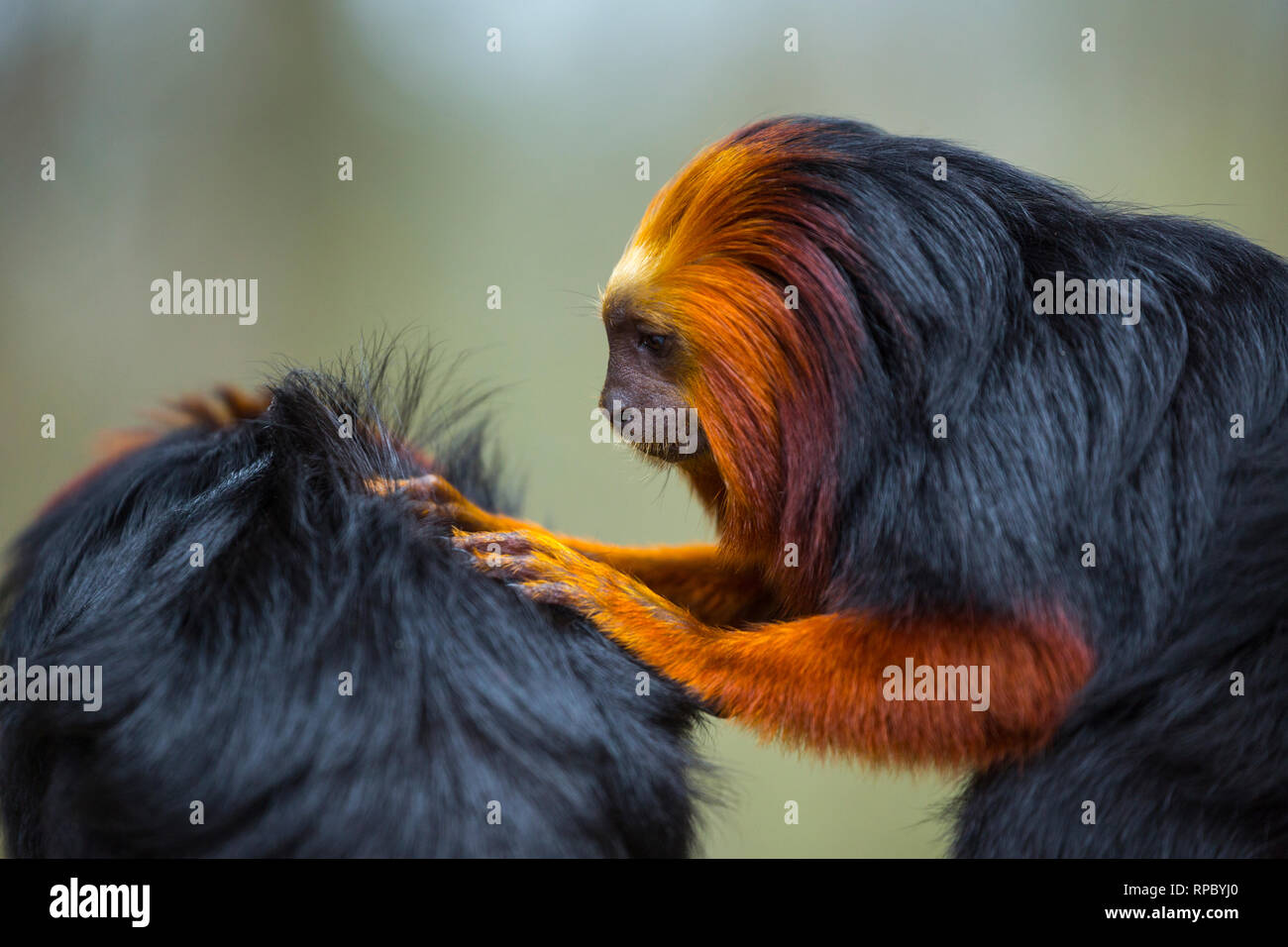 Golden-headed lion tamarin (Leontopithecus chrysomelas Stock Photo - Alamy