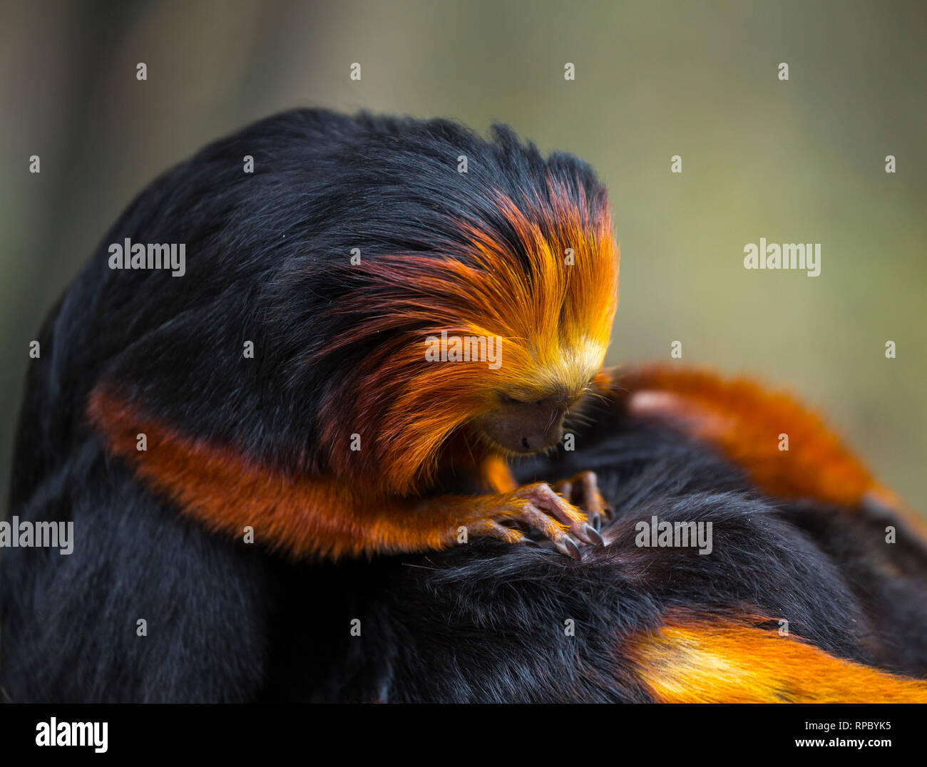 Golden-headed lion tamarin (Leontopithecus chrysomelas Stock Photo - Alamy