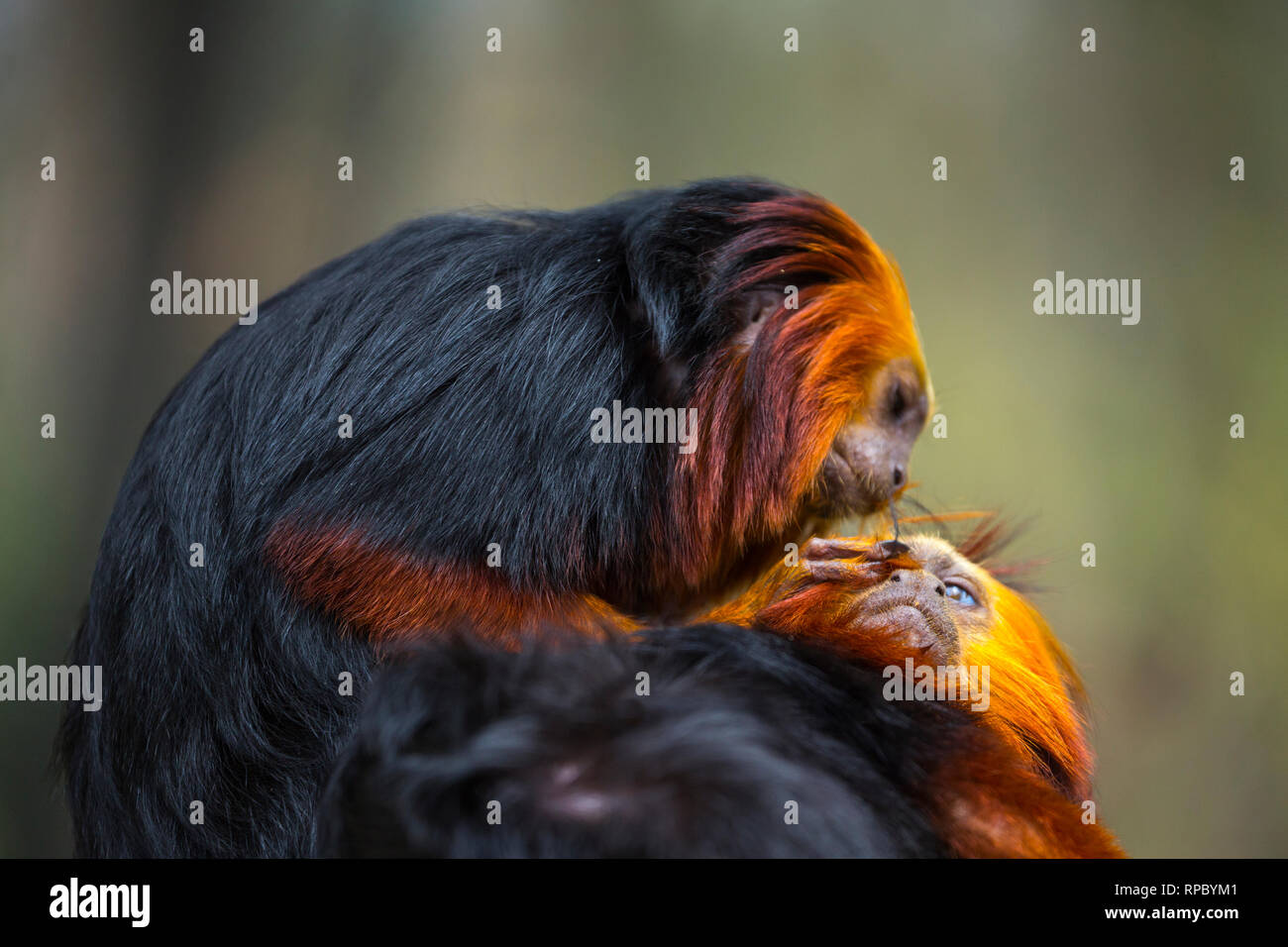 Golden-headed lion tamarin (Leontopithecus chrysomelas Stock Photo - Alamy
