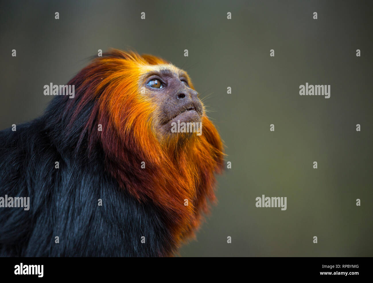Golden-headed lion tamarin (Leontopithecus chrysomelas Stock Photo - Alamy