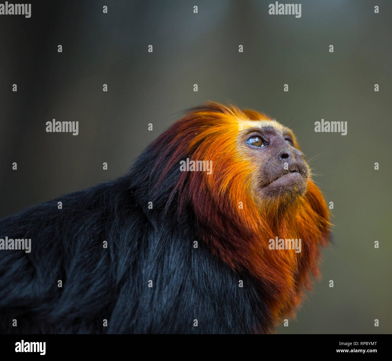 Golden-headed lion tamarin (Leontopithecus chrysomelas Stock Photo - Alamy