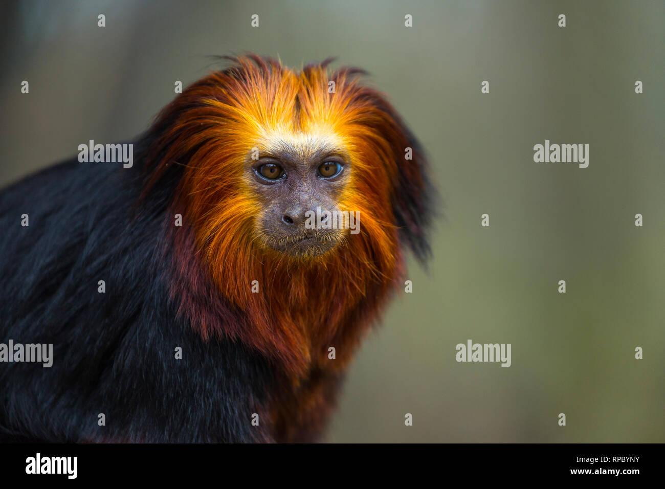 Golden-headed lion tamarin (Leontopithecus chrysomelas Stock Photo - Alamy