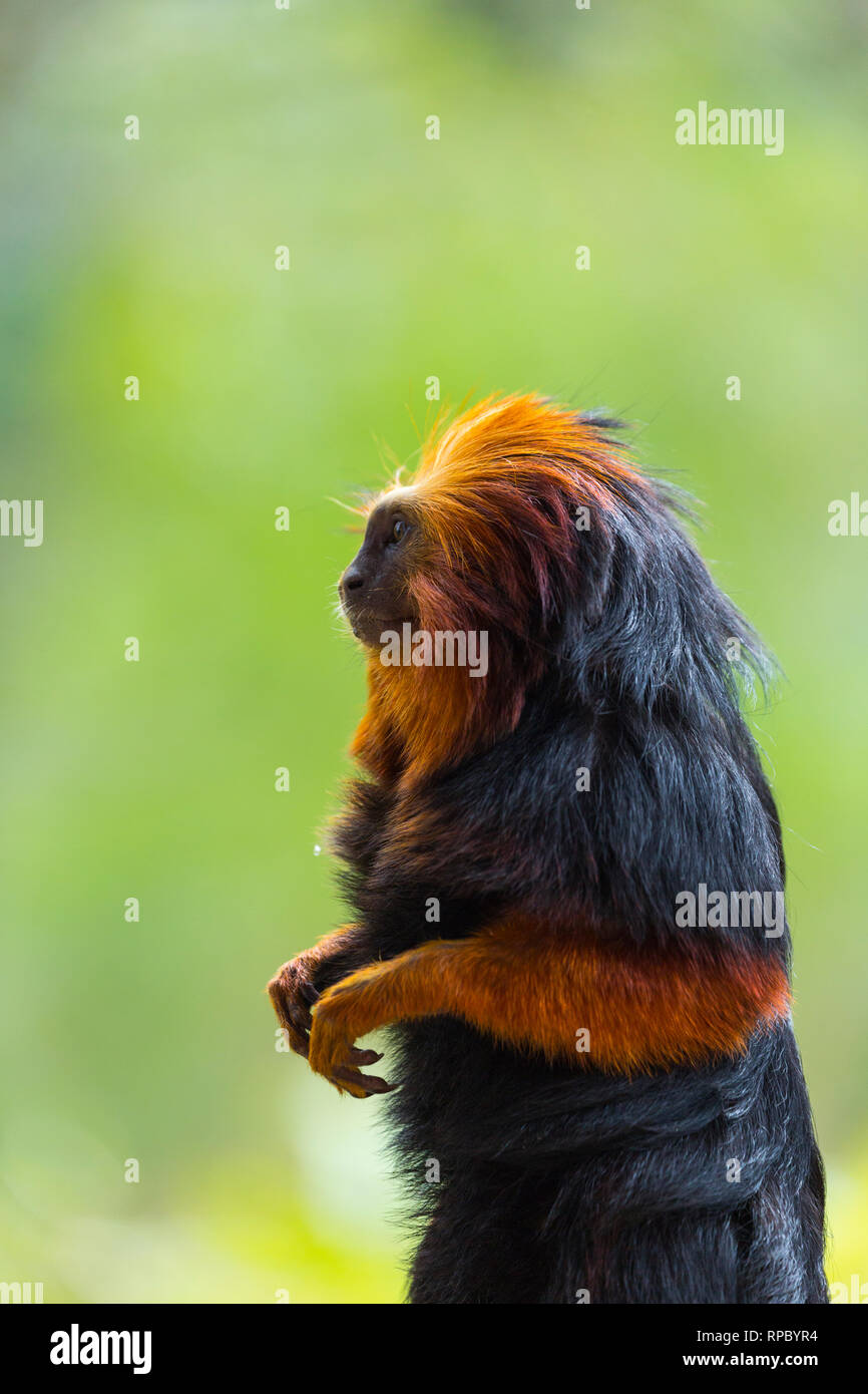 Golden-headed lion tamarin (Leontopithecus chrysomelas Stock Photo - Alamy
