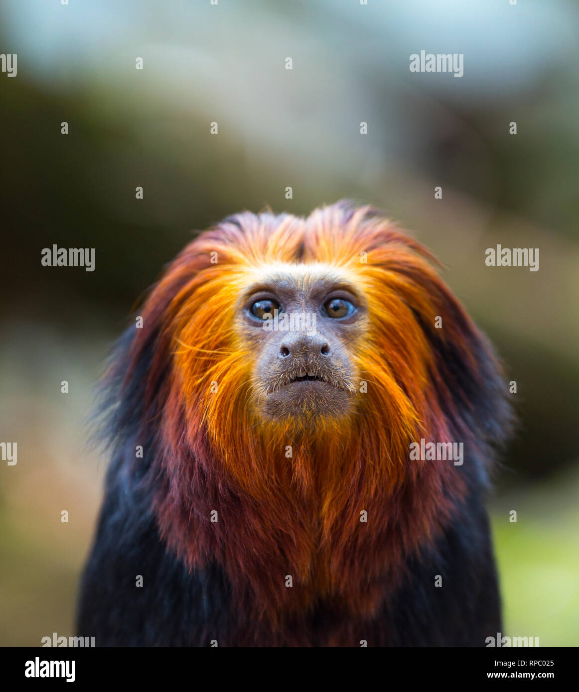 Golden-headed lion tamarin (Leontopithecus chrysomelas Stock Photo - Alamy