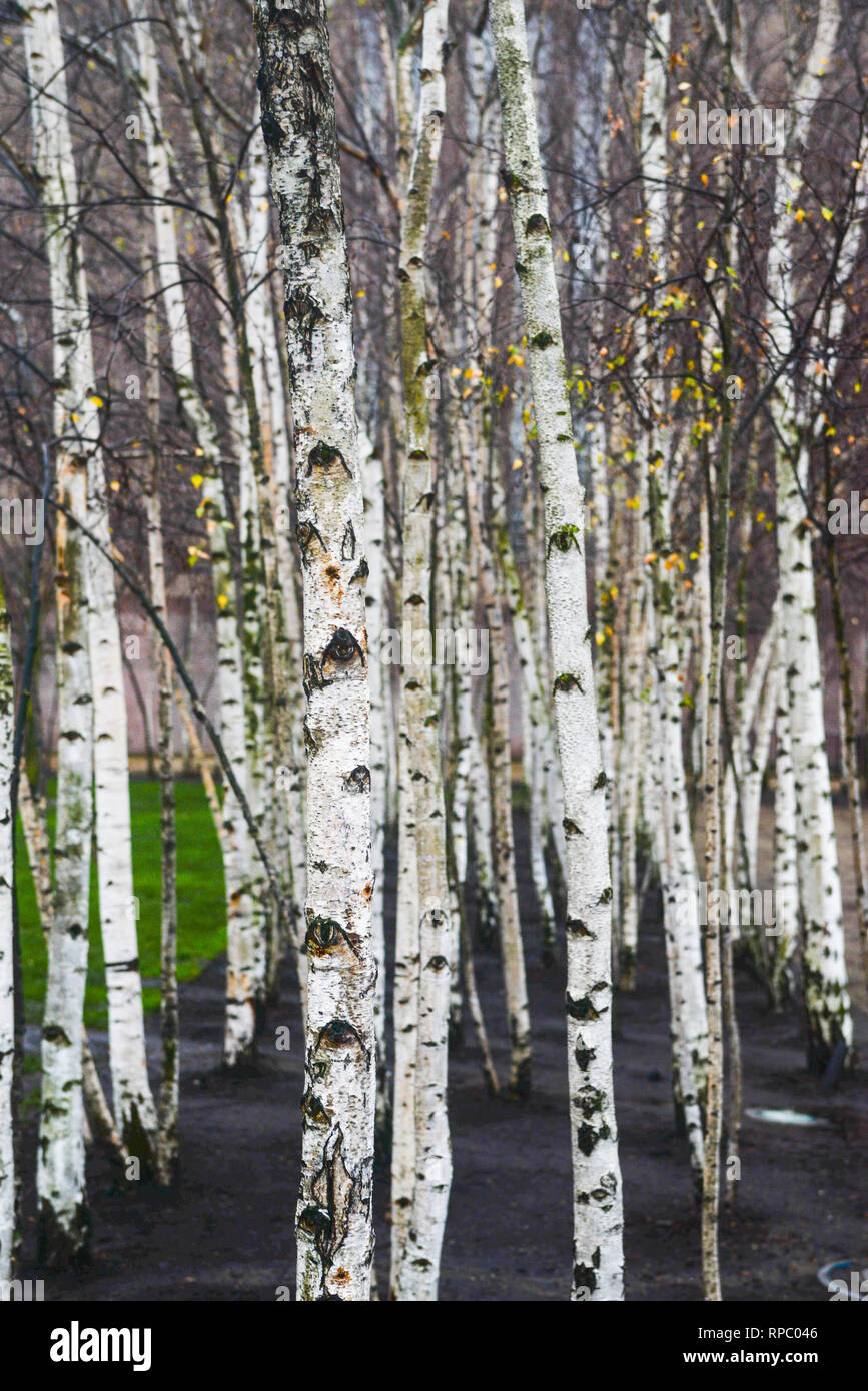 Grove of Birch Trees Outside the Tate Modern London Stock Photo - Alamy