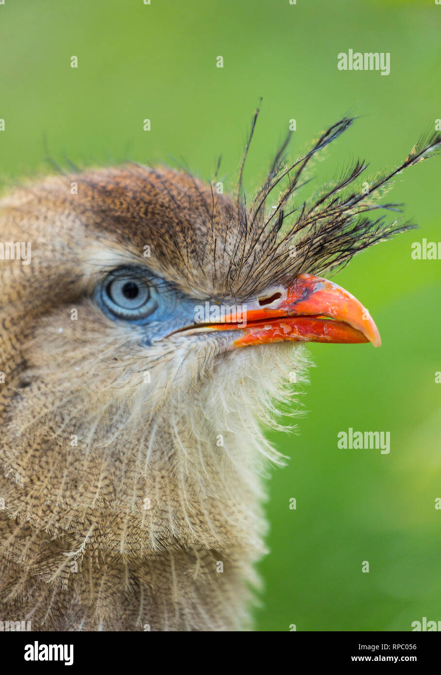Red-legged Seriema (Cariama cristata Stock Photo - Alamy