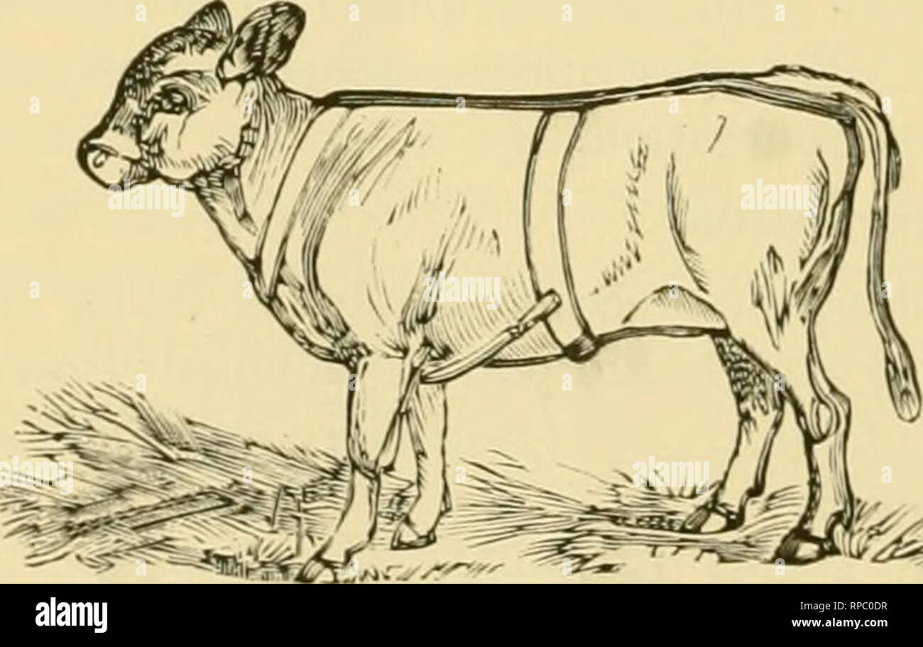 . The American farmer's pictorial cyclopedia of live stock ...