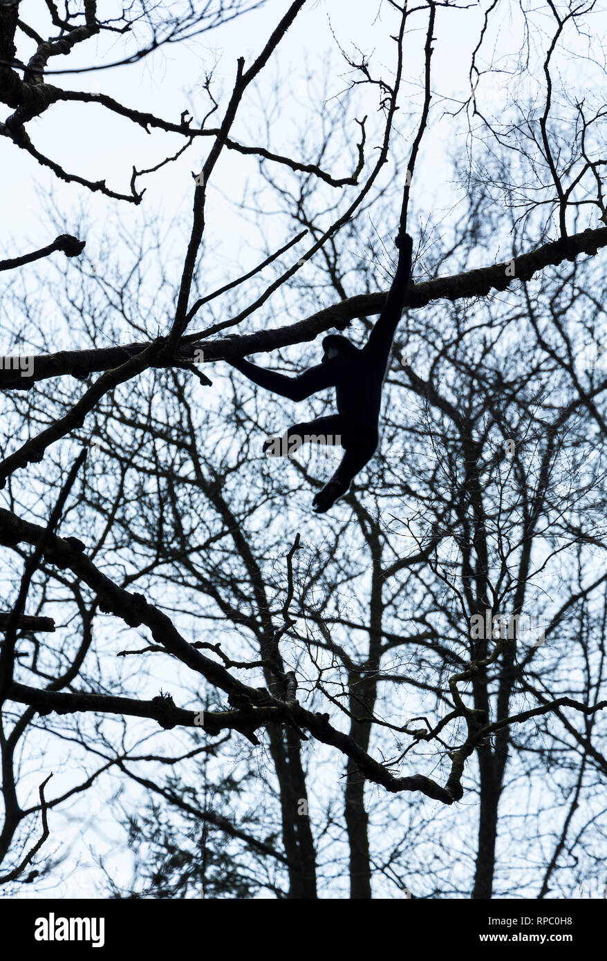 Black crested gibbon (Nomascus concolor Stock Photo - Alamy