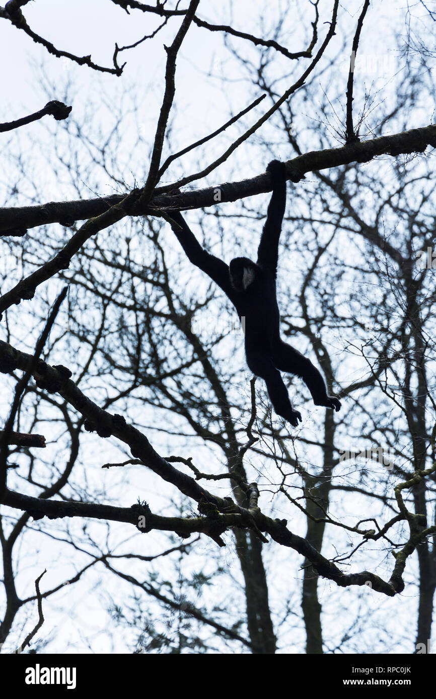 Gibbon evolution hi-res stock photography and images - Alamy