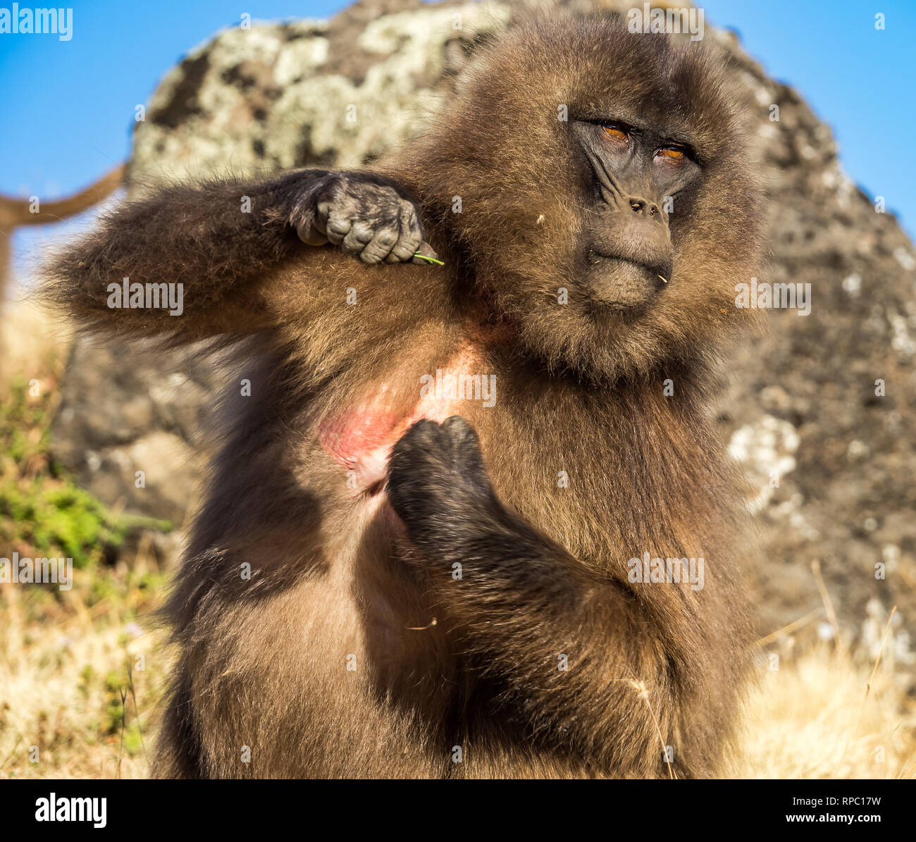 Gelada Baboon Theropithecus Gelada . Simien Mountains National Park ...