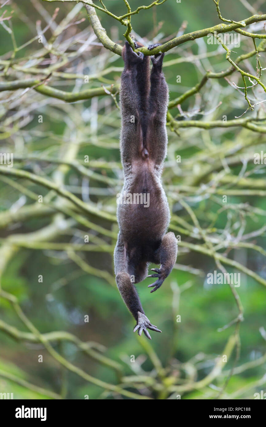 Brown woolly monkey, common woolly monkey, or Humboldt's woolly monkey ...