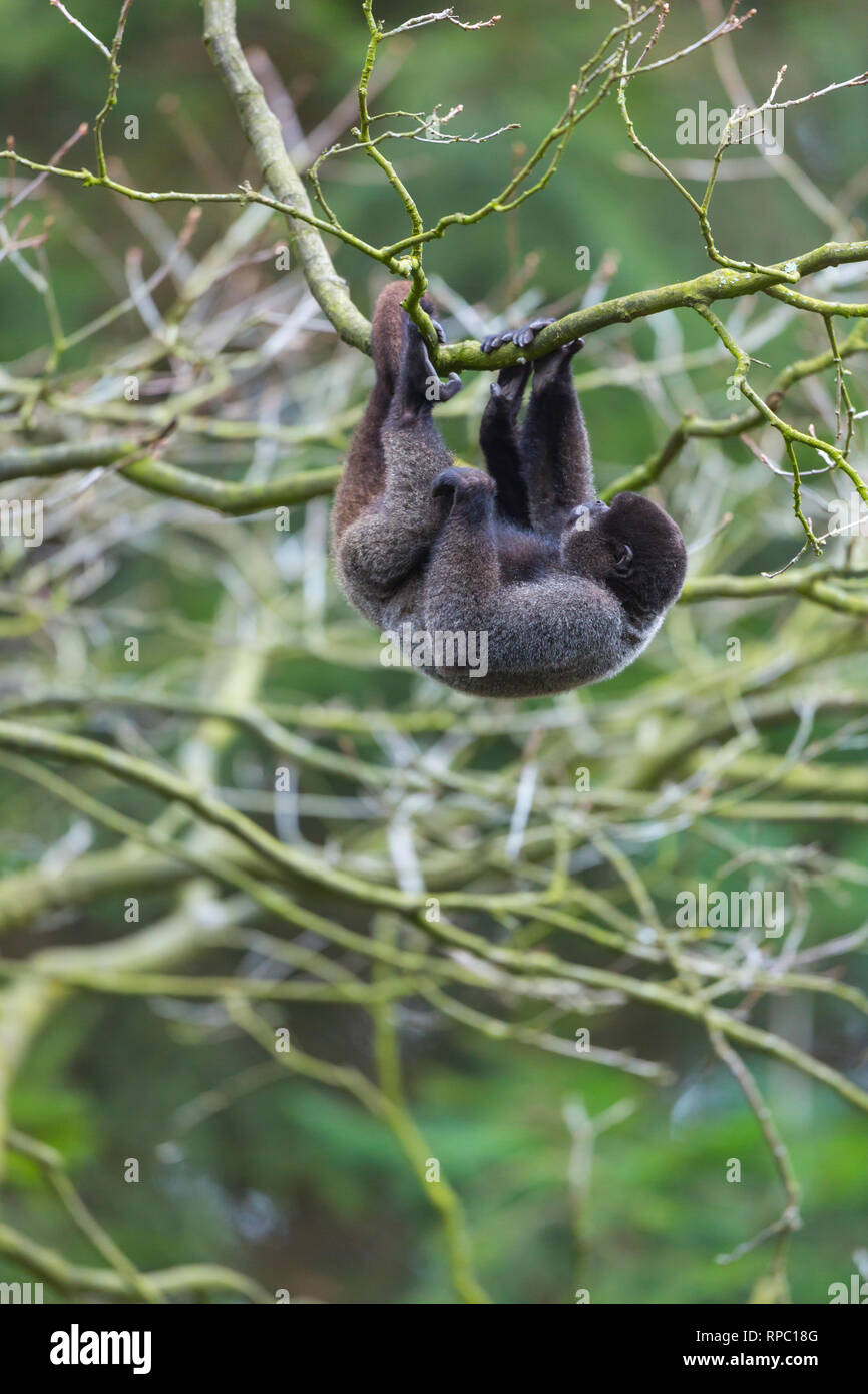 Brown woolly monkey, common woolly monkey, or Humboldt's woolly monkey ...
