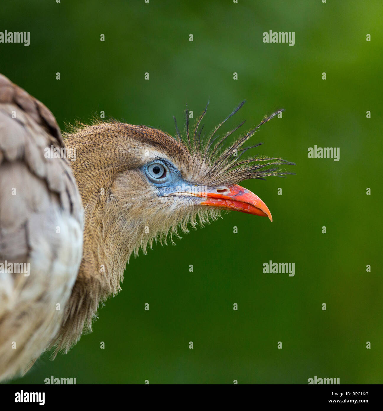 Red-legged Seriema (Cariama cristata Stock Photo - Alamy