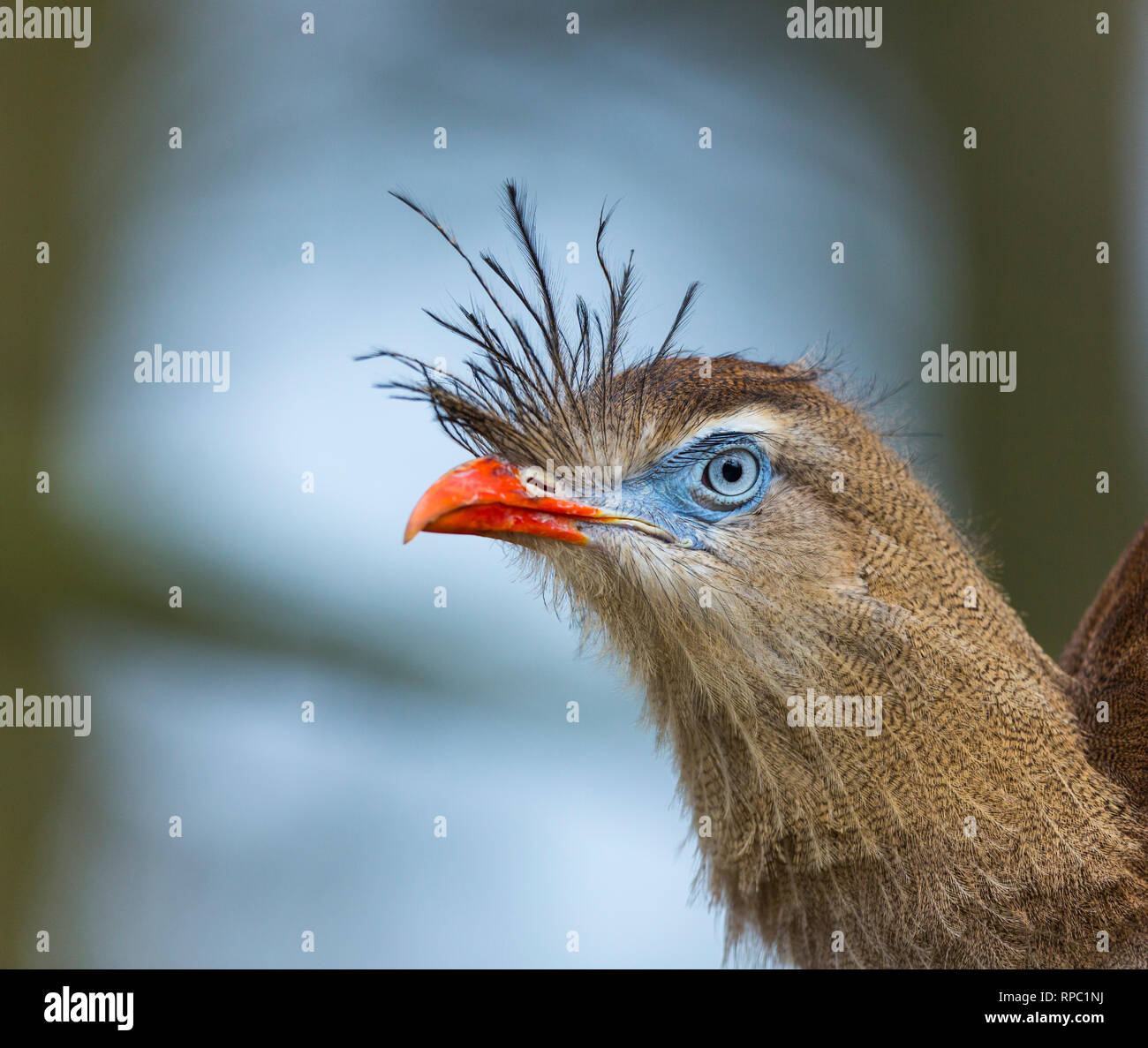 Red-legged Seriema (Cariama cristata Stock Photo - Alamy
