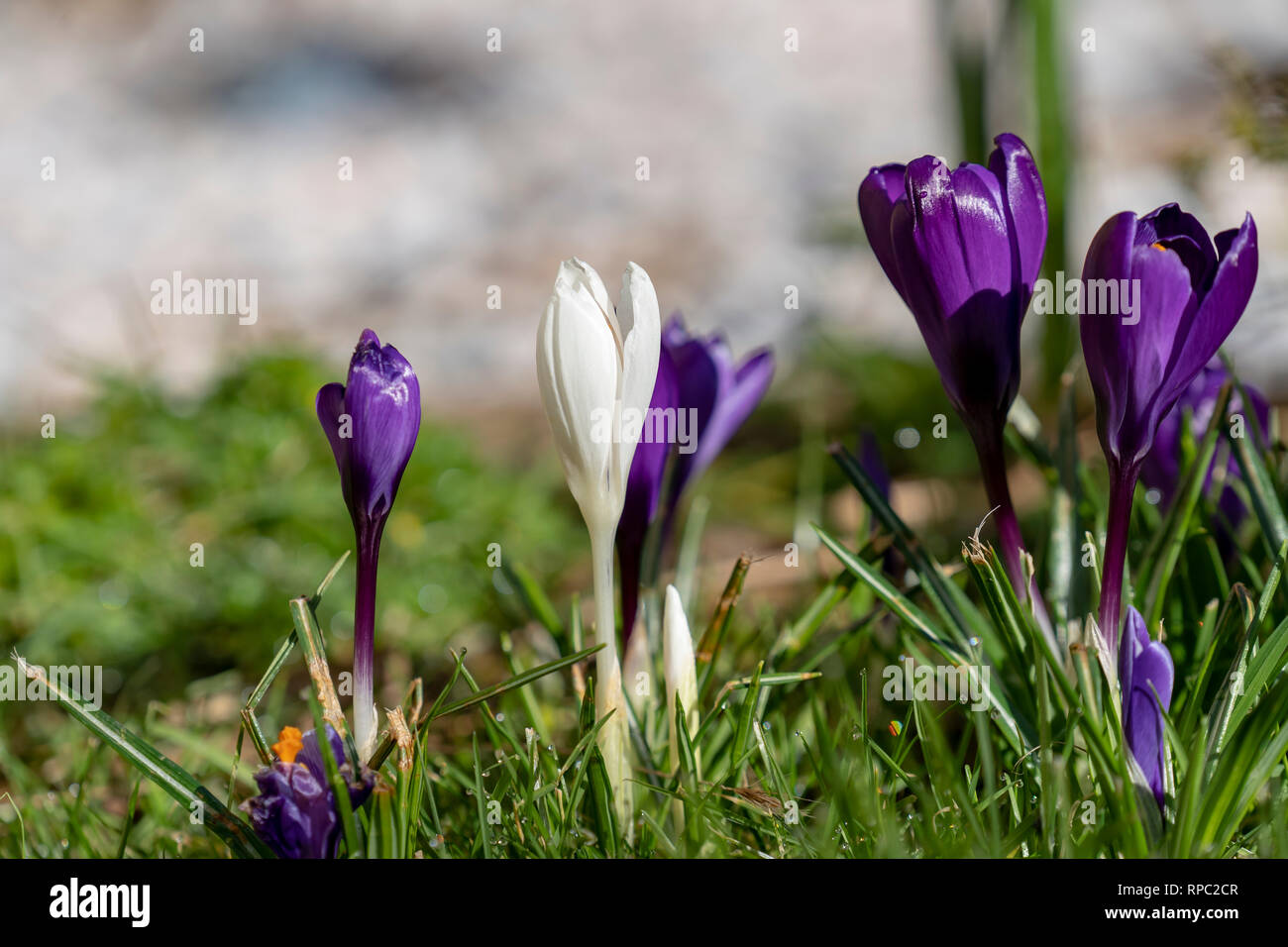 Crocus flowers in the garden Stock Photo - Alamy