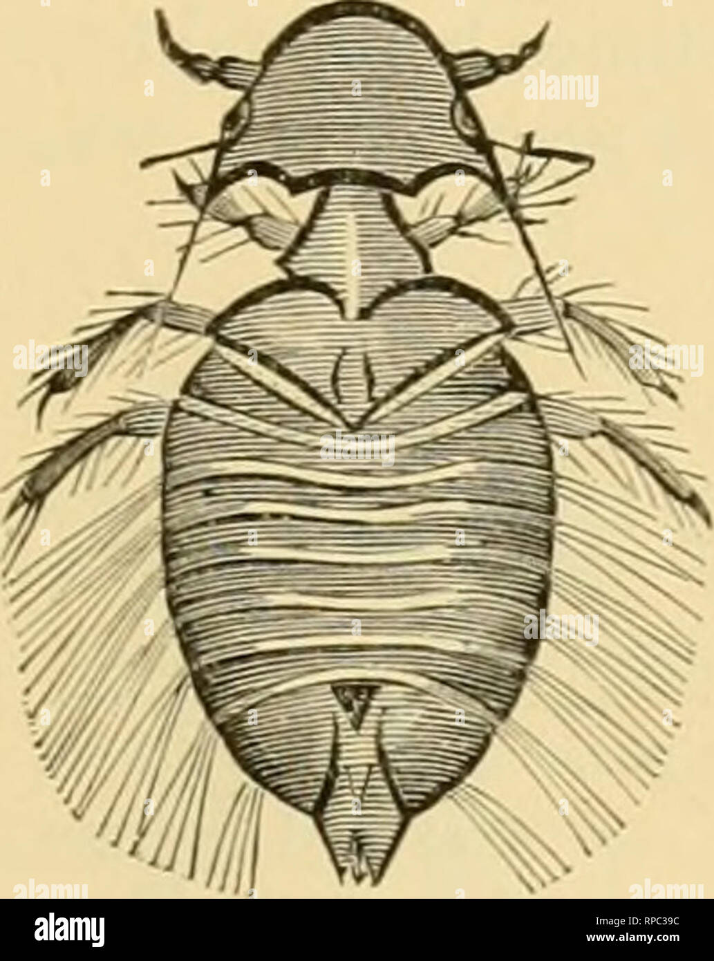Tube lice hi-res stock photography and images - Alamy