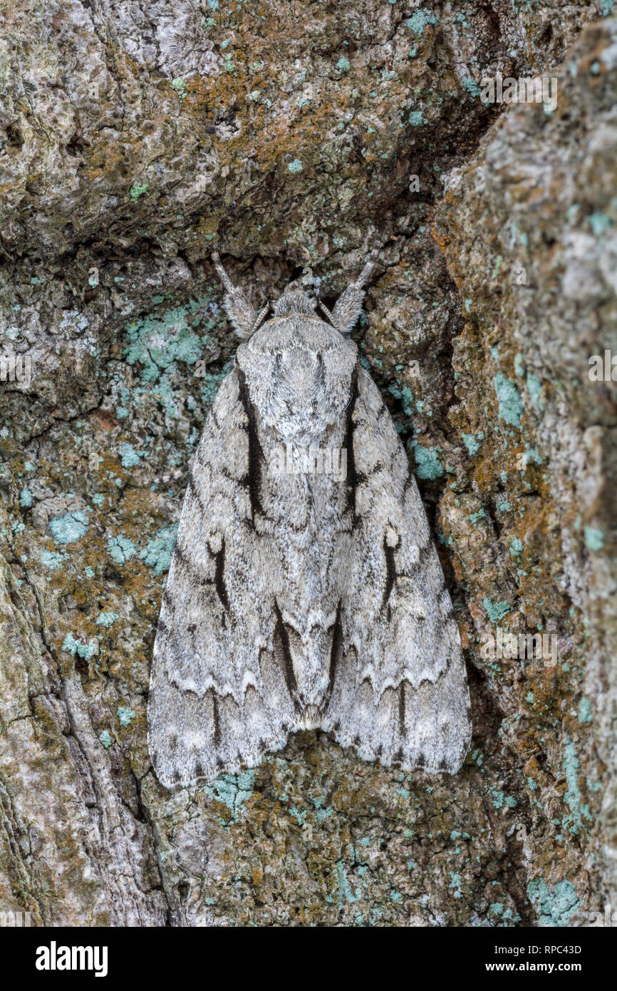 Lobelia dagger moth hi-res stock photography and images - Alamy