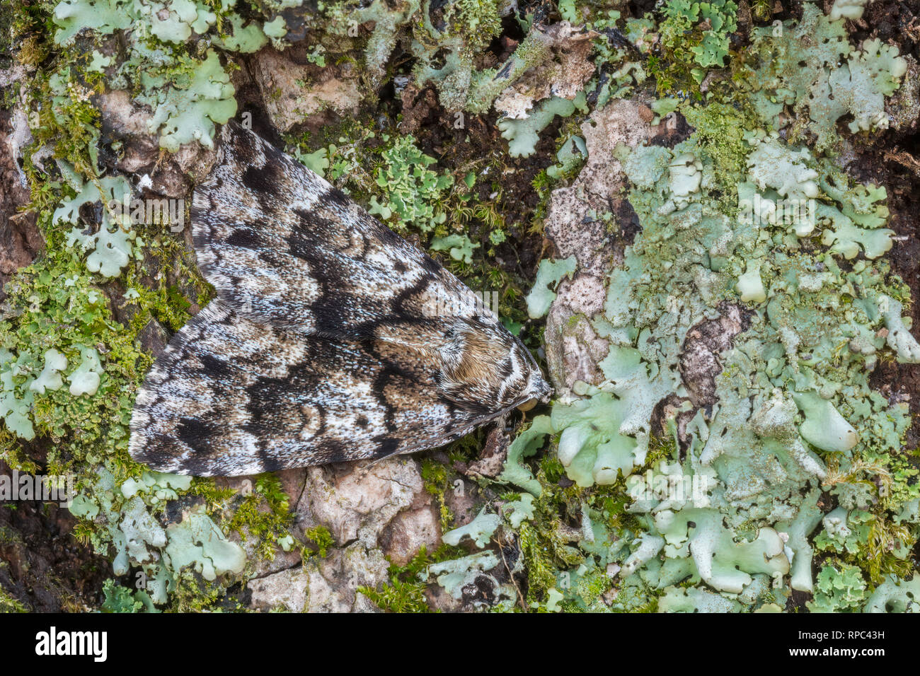 False Underwing Moth (Allotria elonympha) Sitting on lichen covered ...