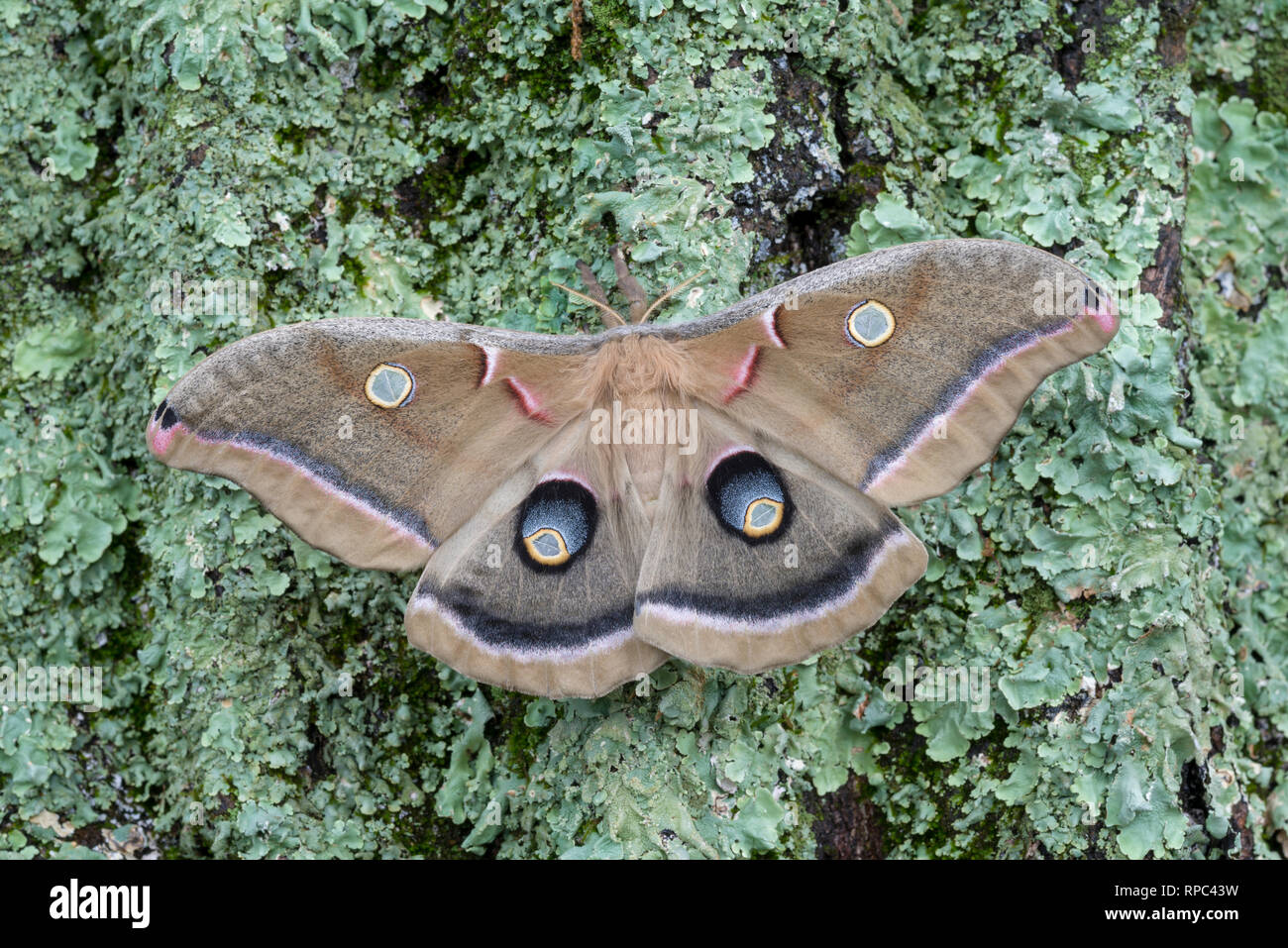 Polyphemus Moth (Antheraea polyphemus) Female showing the startle ...
