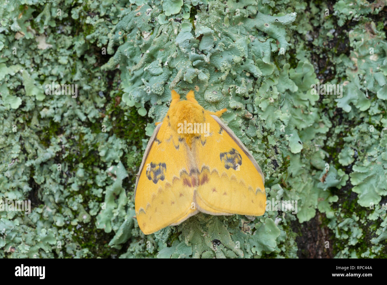 IO Moth (Automeris io) Male resting with wings closed on lichen covered ...