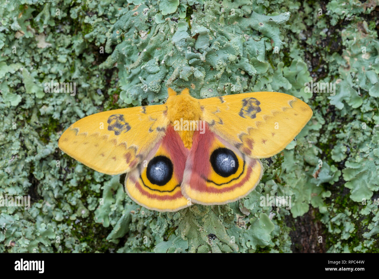 Automeris io oak hi-res stock photography and images - Alamy