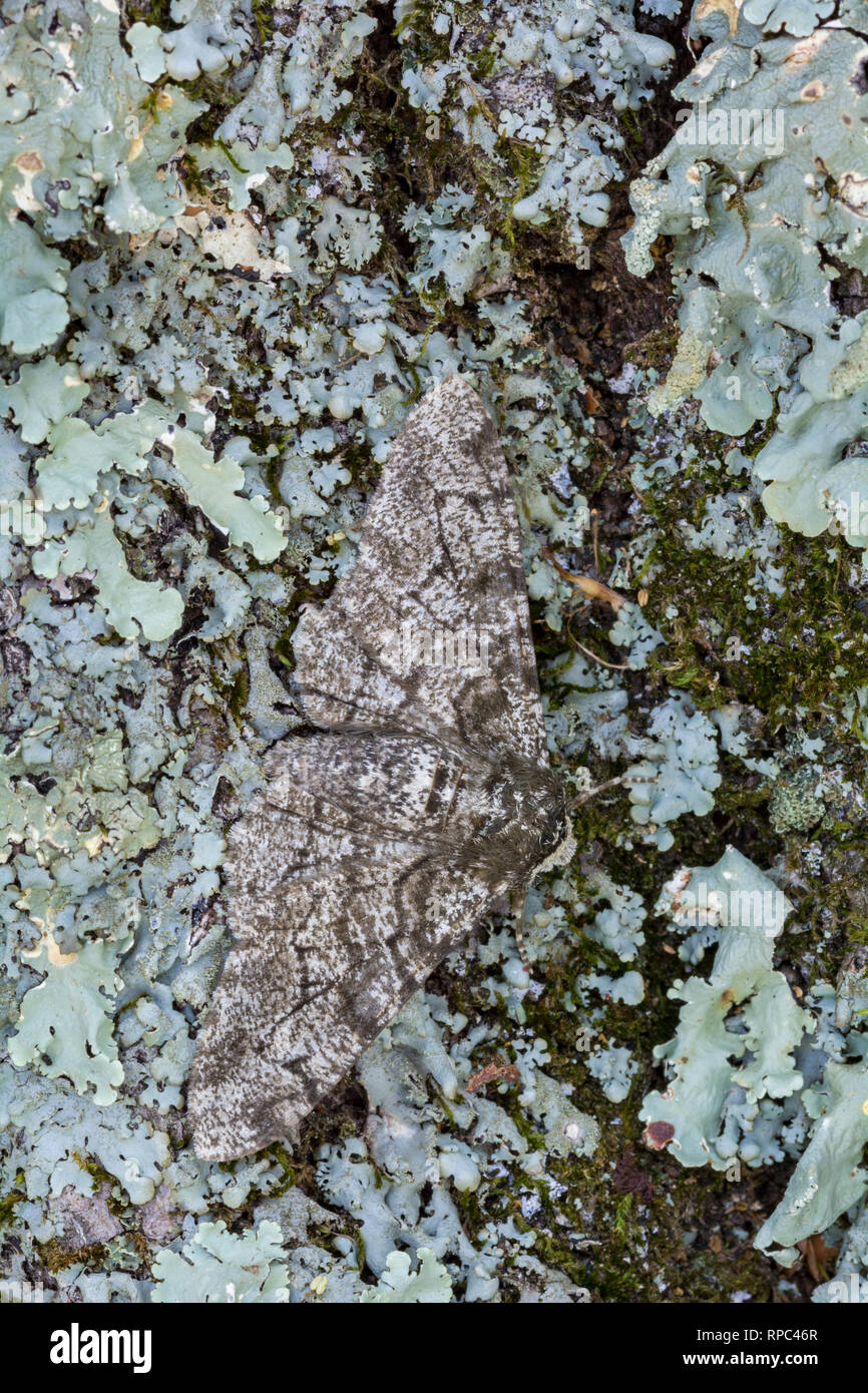 Dark peppered moth tree hi-res stock photography and images - Alamy