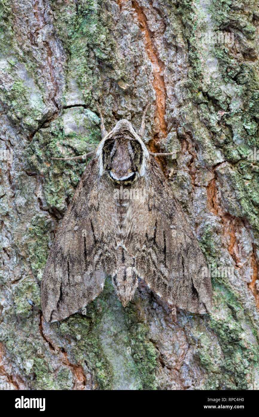 Catalpa Sphinx Moth (Ceratomia catalpae) Adult on tree. The ...