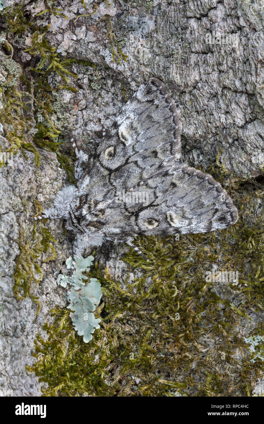 The Laugher (Charadra deridens) Adult moth sitting on Chestnut Oak ...