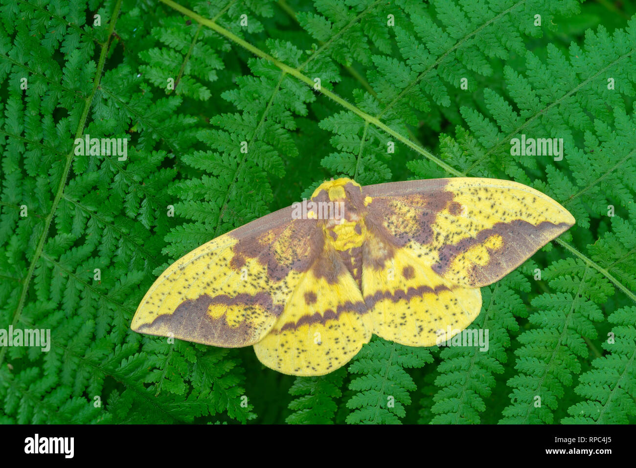 Yellow hay moth hi-res stock photography and images - Alamy
