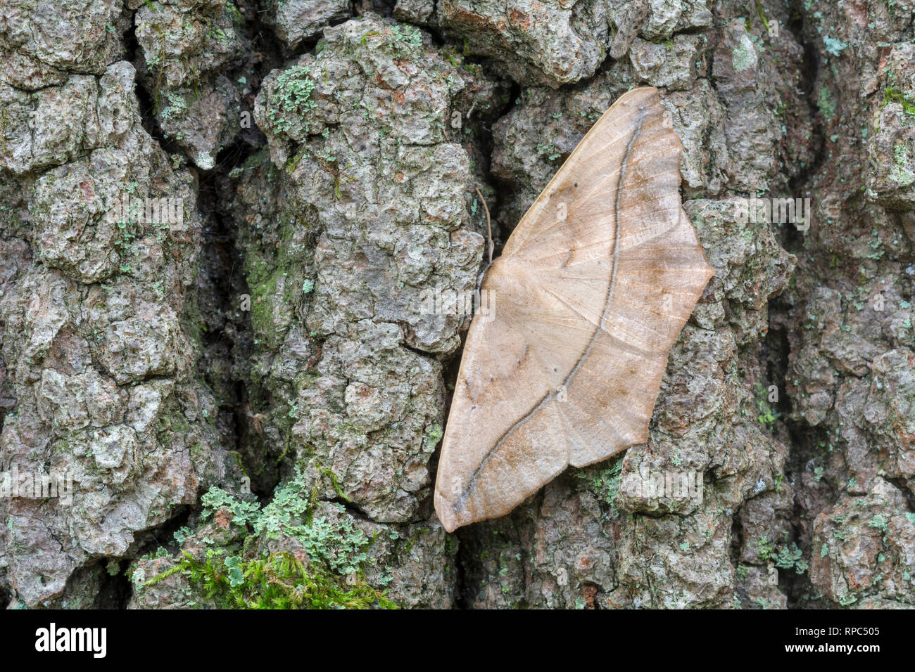 Large Maple Spanworm (Prochoerodes lineola) Camouflaged on tree trunk ...