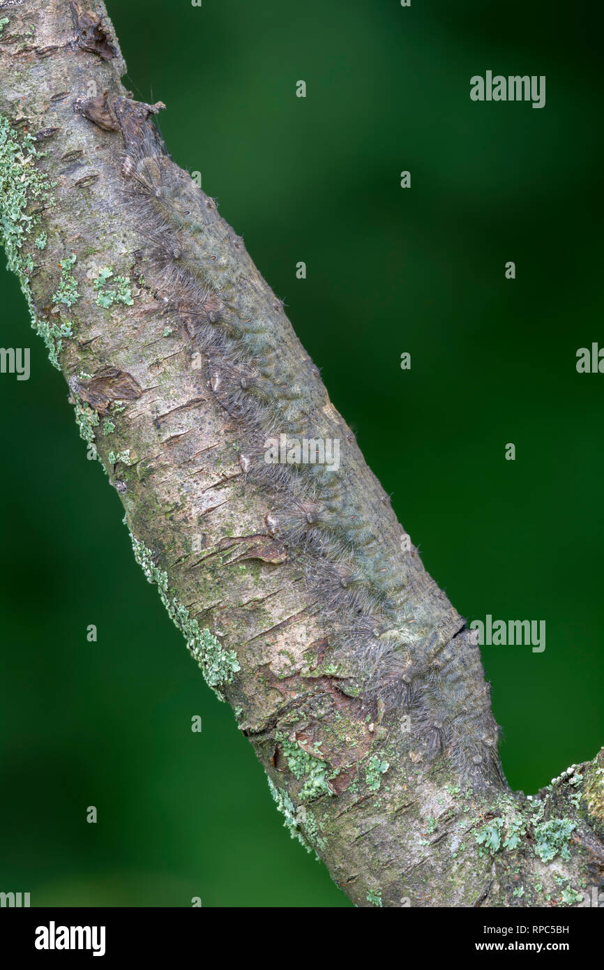 Large Tolype Moth (Tolype velleda) 5th instar caterpillar on Wild ...