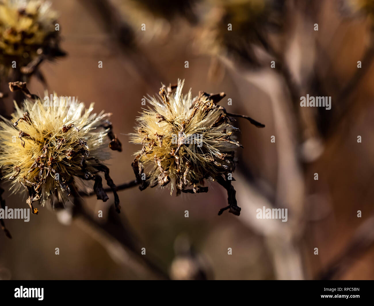 Aster seed hi-res stock photography and images - Alamy