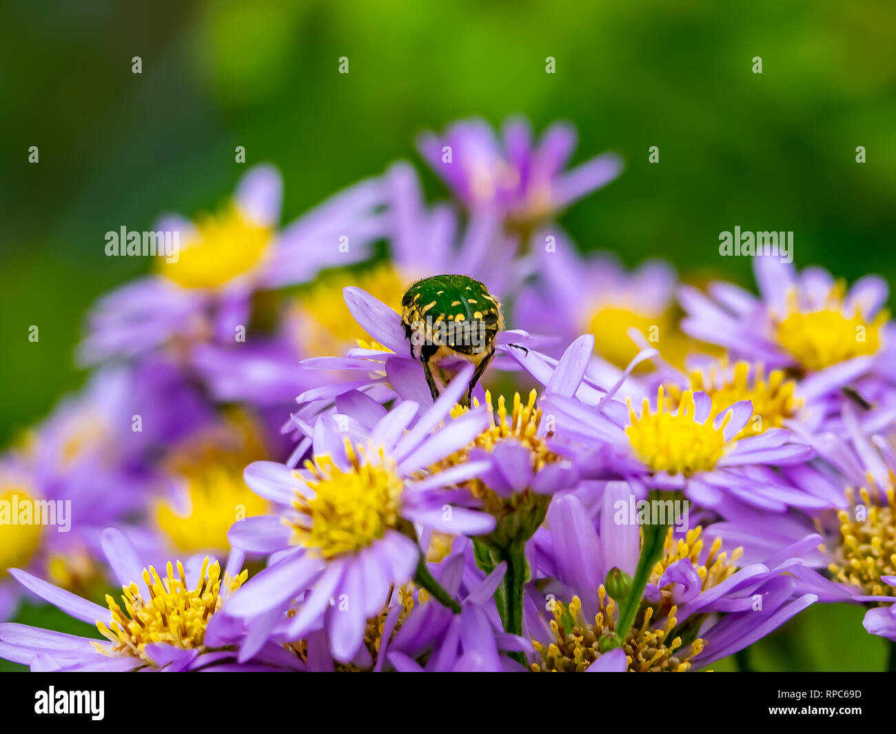 Green Japanese beetles feed from a cluster of aster flowers along a ...