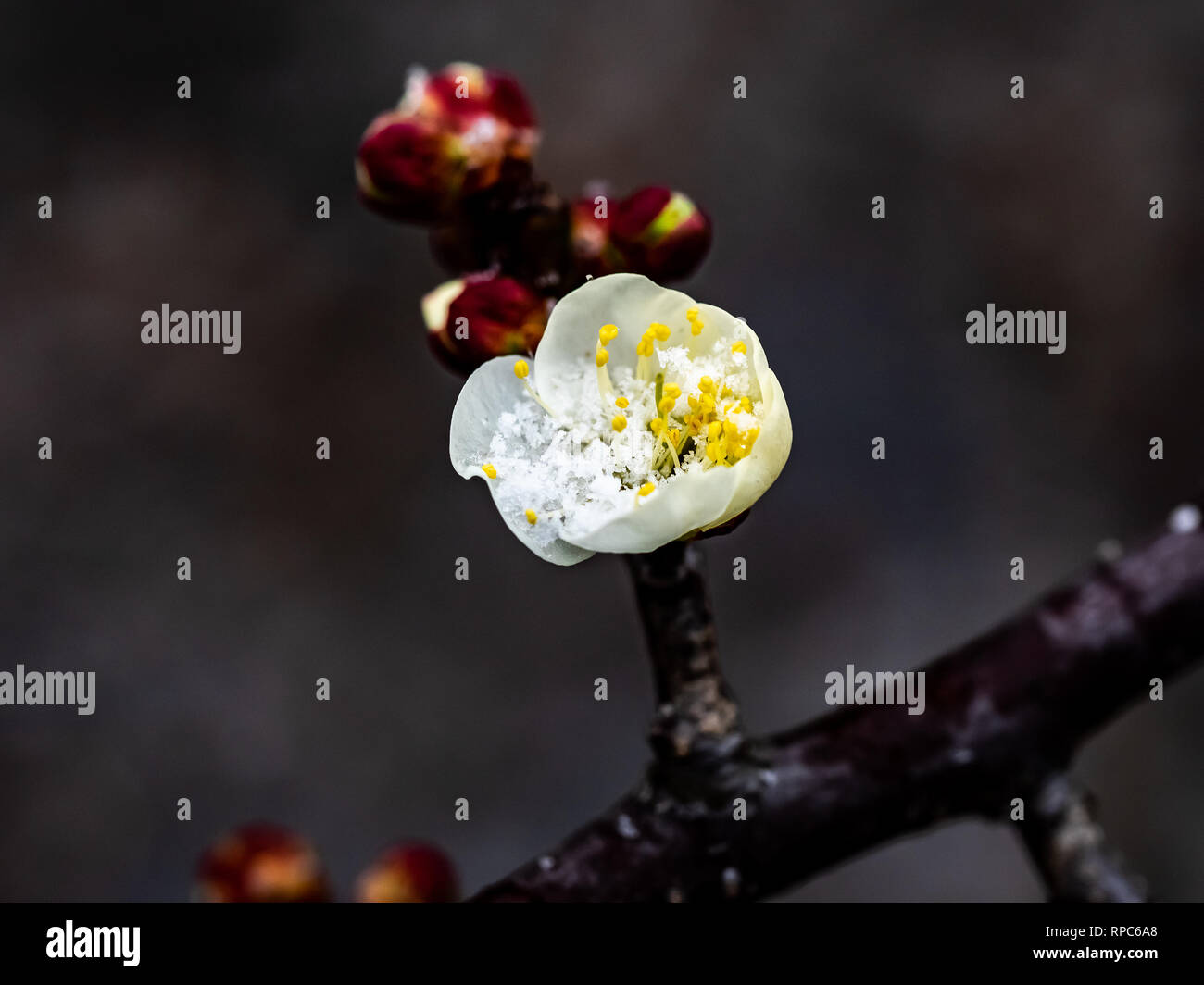 Ume plum tree hi-res stock photography and images - Alamy