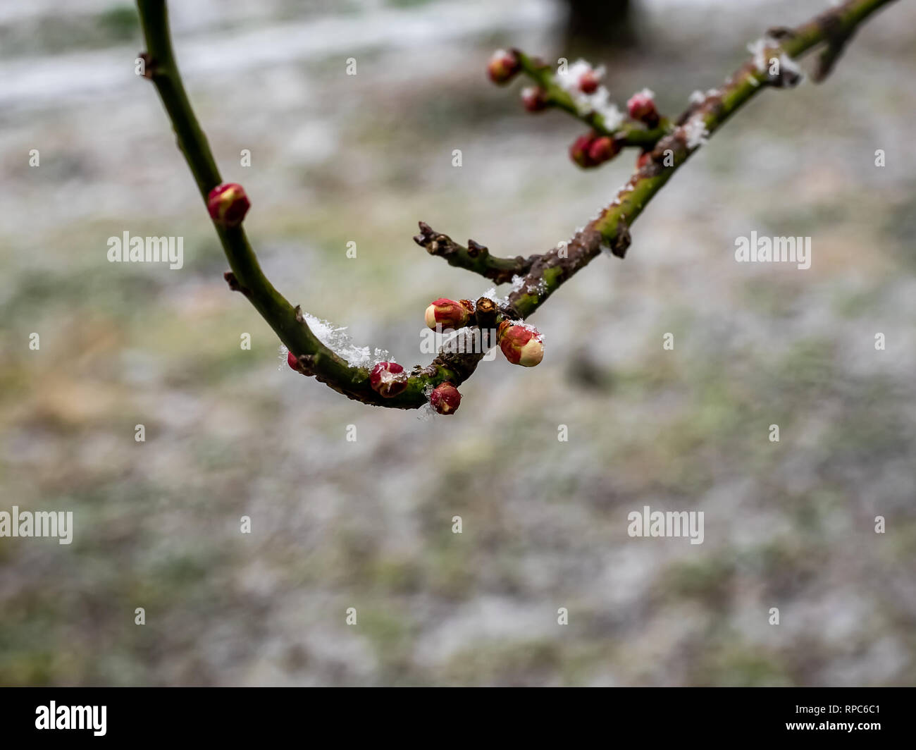 Snow falls on a bare Japanese plum, or ume, tree branch full of flower ...